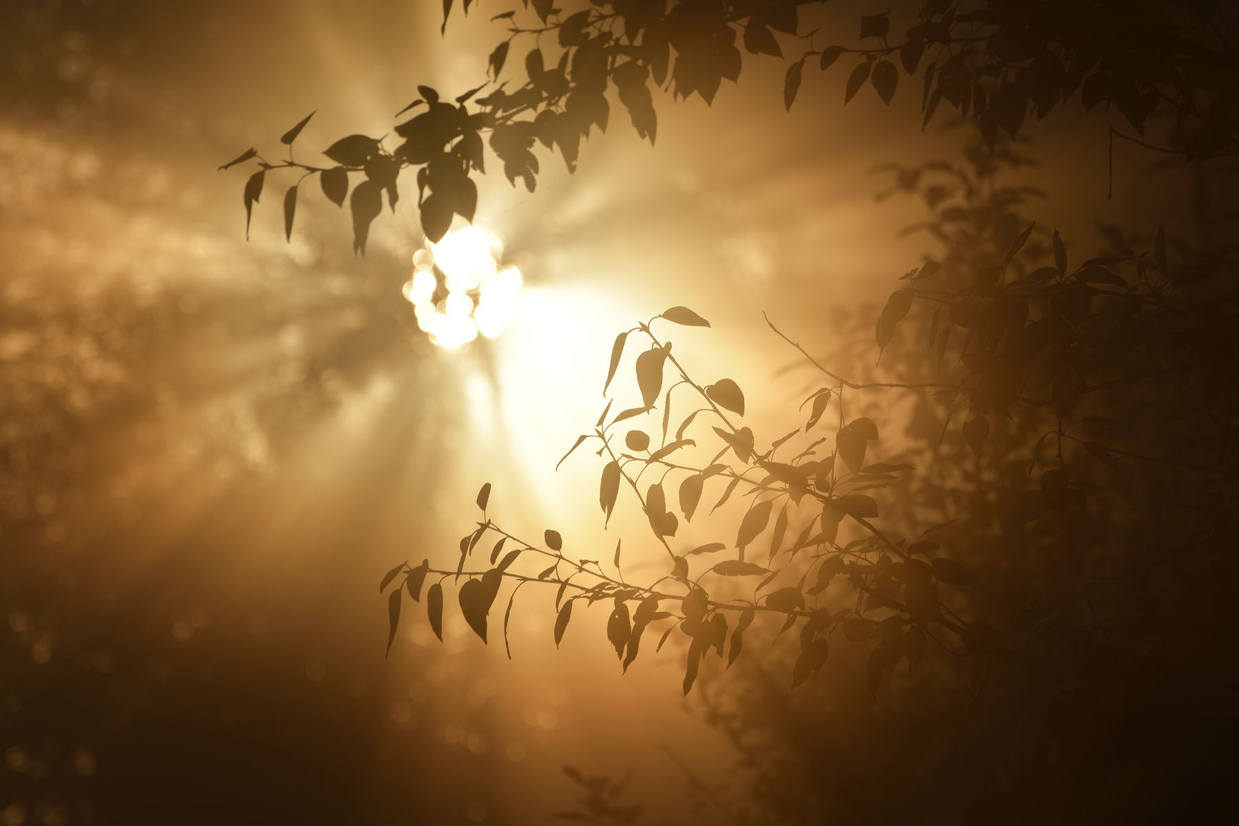 Who Prays? | God's Goggles